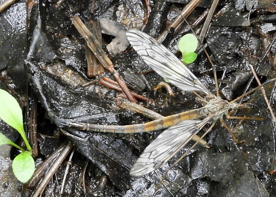 Tipula longiventris from Lorton, VA, USA on May 10, 2019 at 09:41 AM by ...