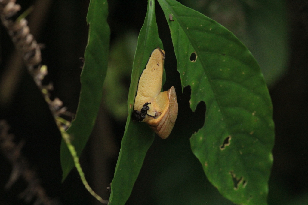 Parthena acutangula from Mameyes II, Río Grande 00745, Puerto Rico on ...