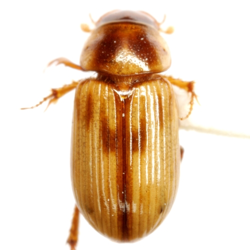 Aidophus parcus · iNaturalist