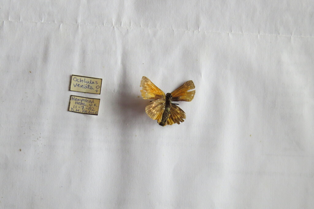 Large Skipper from Hampstead Heath, London, UK on July 7, 1982 at 01:26 ...