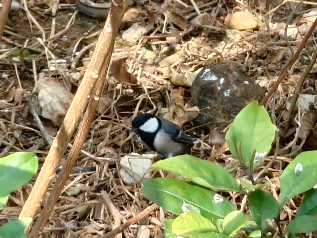 Asian Tit From 城門谷公園 Shing Mun Road Tsuen Wan New Territories Kwai