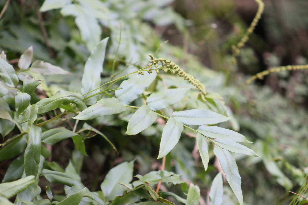 Mexican fern (Vascular Plants of Wild Basin) · iNaturalist