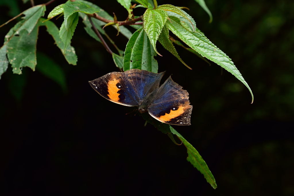 Kallima inachus formosana from 251台灣新北市淡水區 on July 08, 2017 at 12:12 PM ...