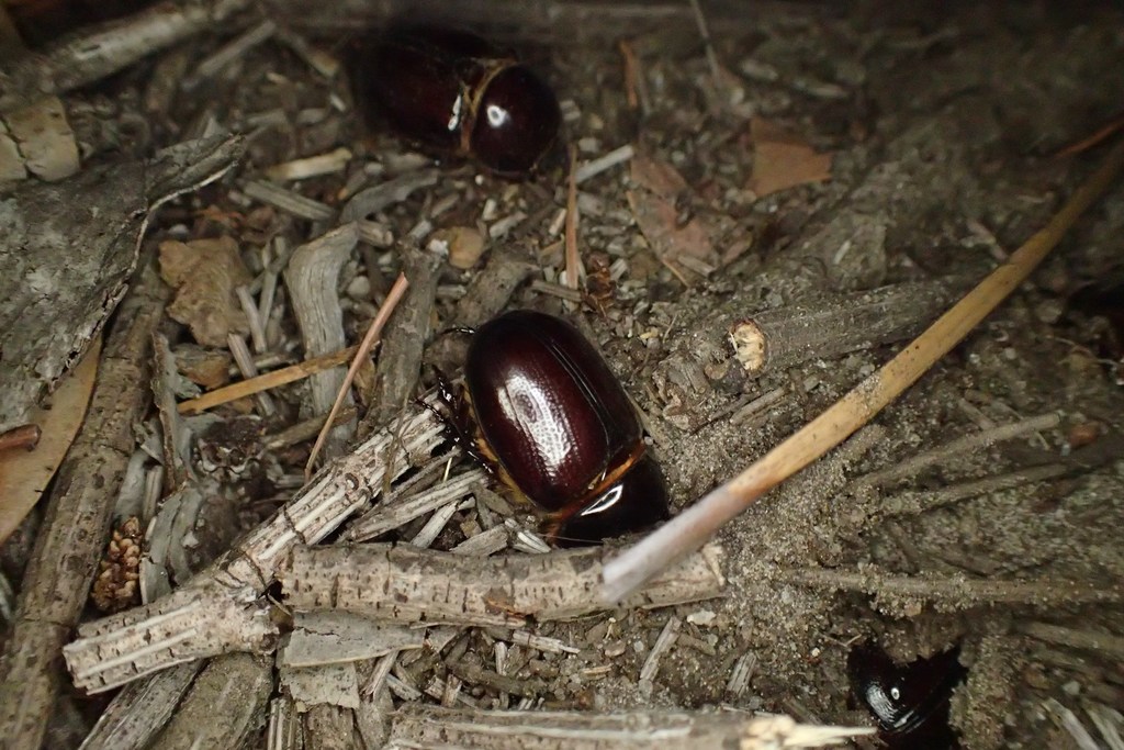 Pimelopus nothus in February 2019 by Mark Hura · iNaturalist