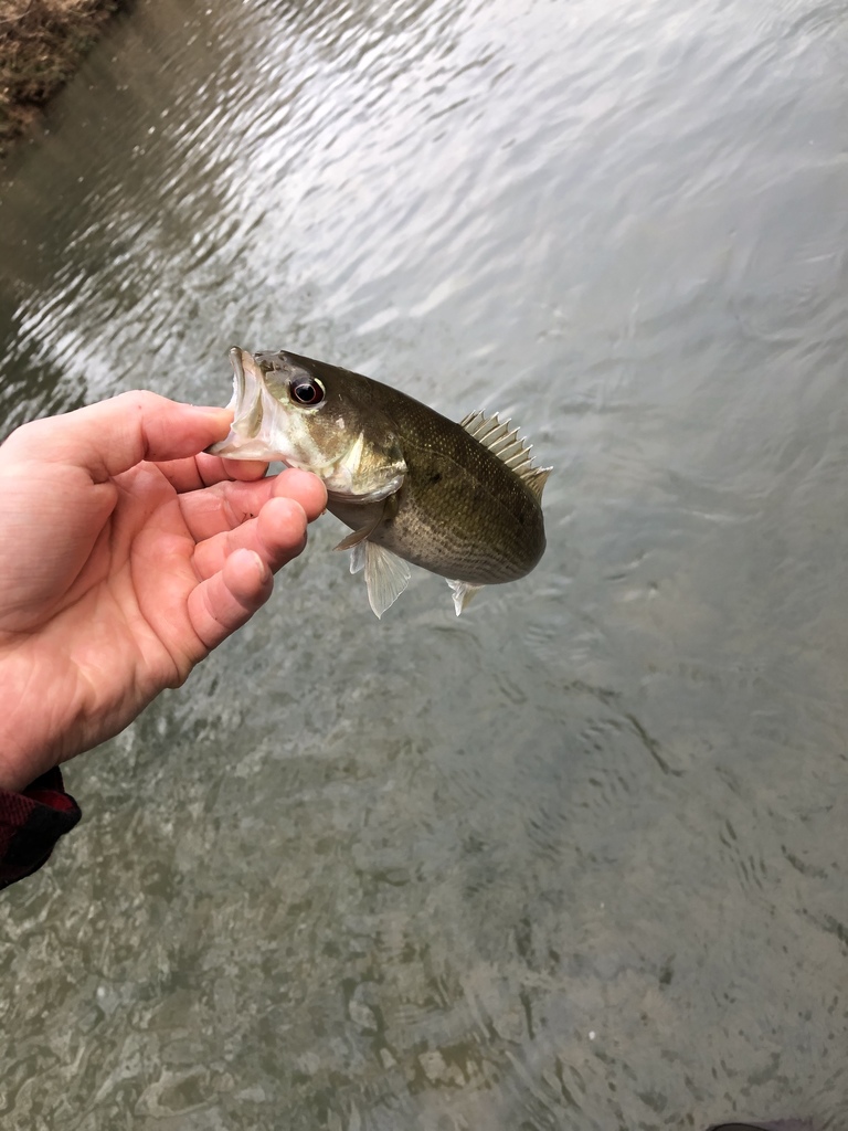 Redeye Bass from Mountain Creek Rd, Springville, AL, US on January 29 ...