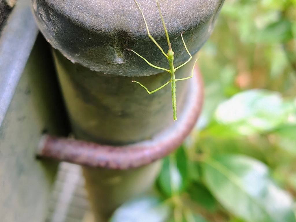 Margin-winged Stick Insect from Warburton VIC 3799, Australia on ...