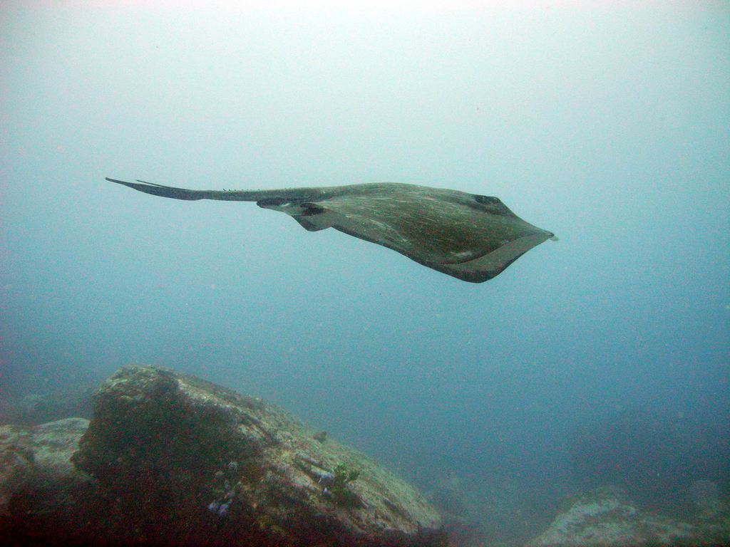 Short-tail Stingray (Bathytoshia brevicaudata) - Marine Life Identification
