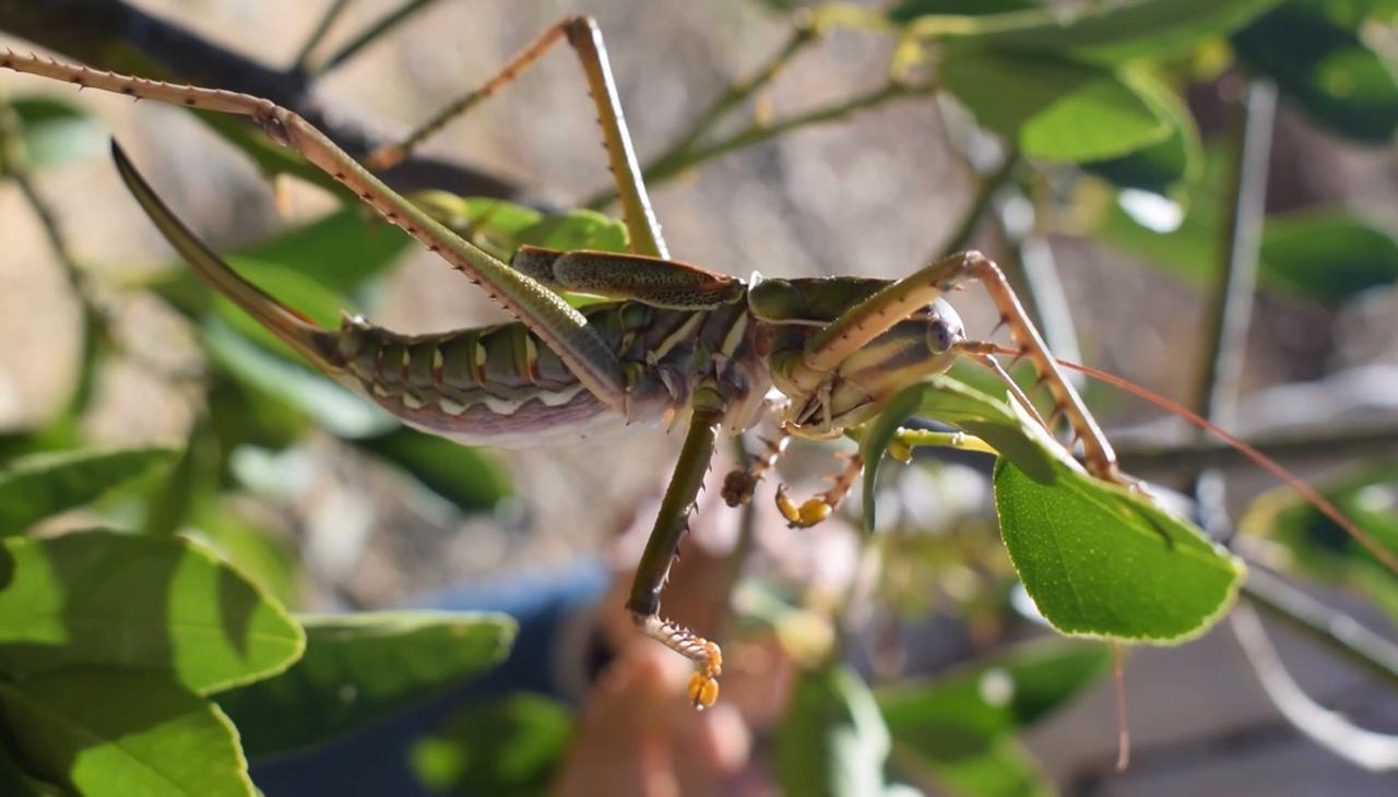 Clonia melanoptera (Linnaeus, 1758)