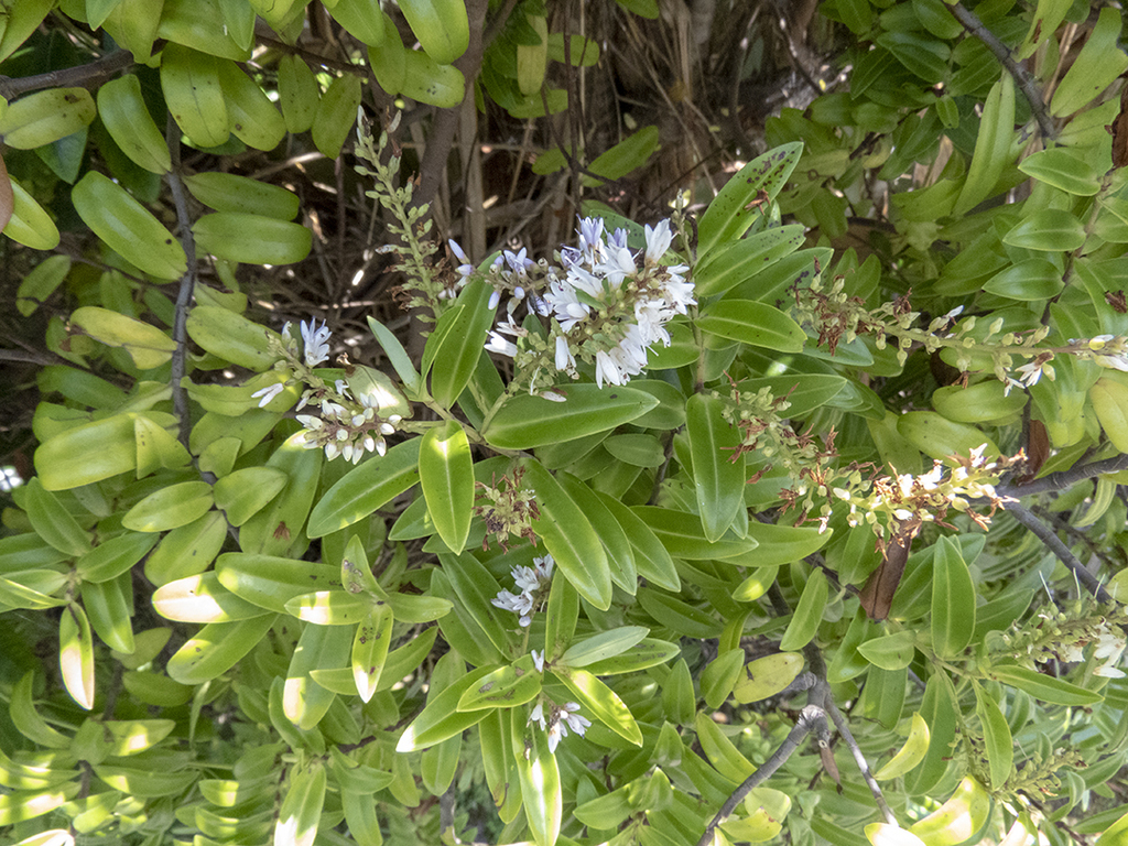 Veronica leiophylla from Paparoa National Park, New Zealand on January ...