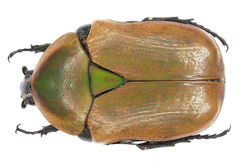 Dischista rufa (Cetoniinae of Africa) · iNaturalist