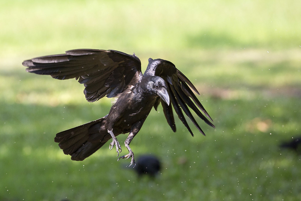 Large-billed Crow (Corvus macrorhynchos) - Avian Discovery