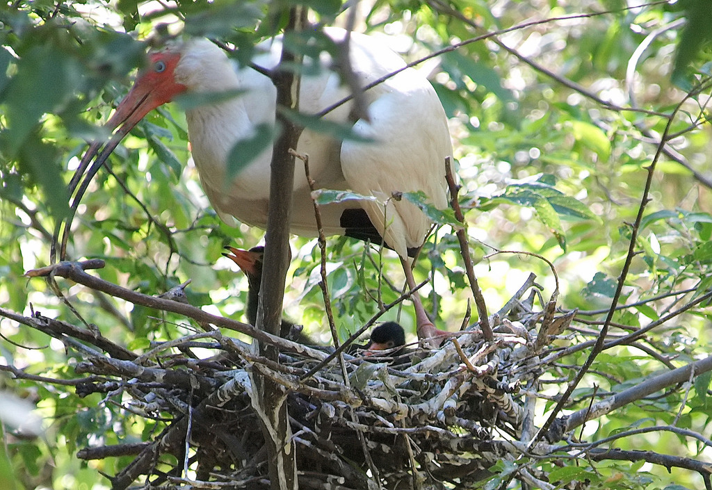White Ibis from Dallas, TX, USA on June 23, 2016 at 10:32 AM by Kala ...