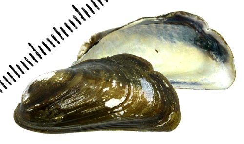 Jolya elongata · NaturaLista Colombia