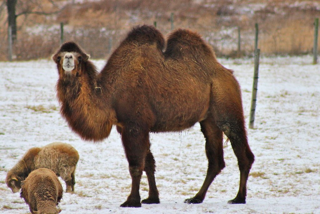 Domestic Bactrian Camel (Camelus bactrianus) - Know Your Mammals