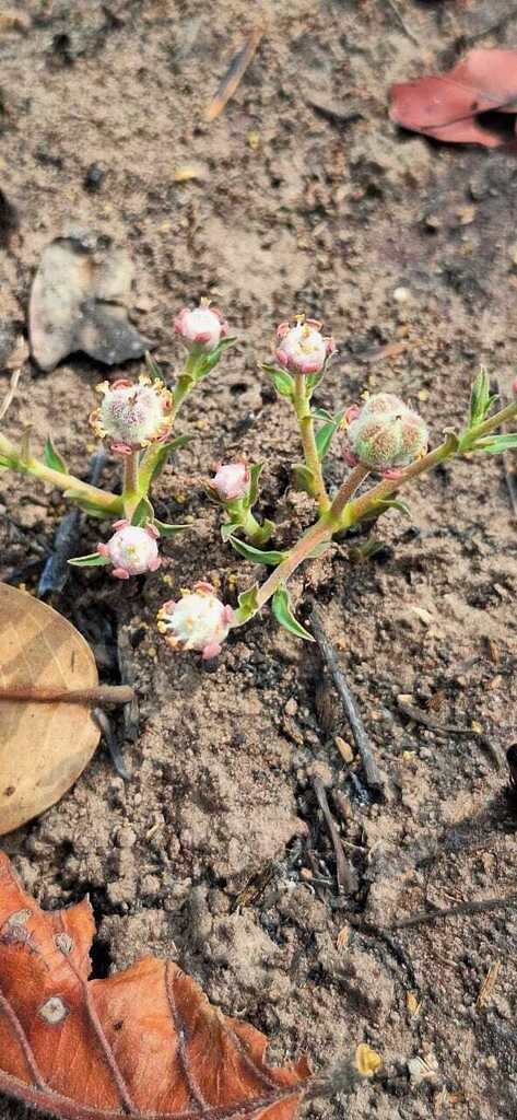 (Euphorbia oatesii) - Botanical Realm
