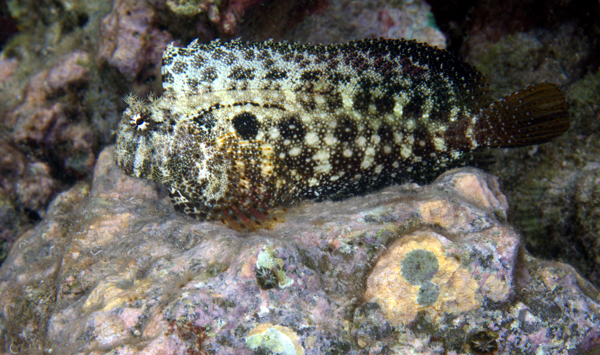 Salarias ceramensis Bleeker, 1853