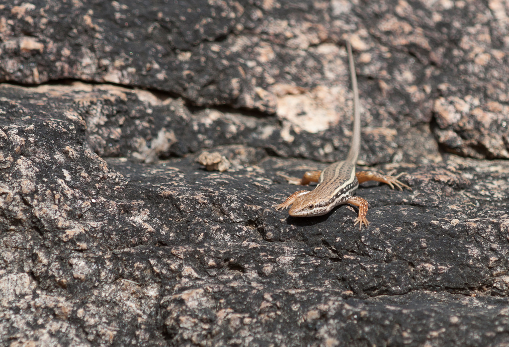 Variegated Skink from Otjozondjupa, Namibia on December 11, 2007 at 09: ...