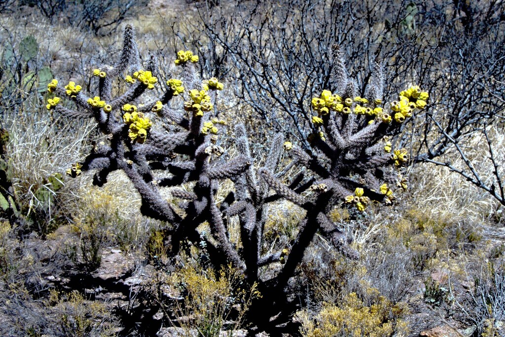 tree cholla from Cochise County, AZ, USA on April 15, 1990 at 06:05 PM ...