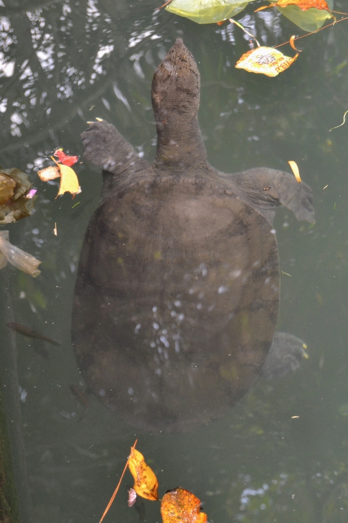 Southeast Asian Softshell Turtle in September 2015 by Pirataber ...