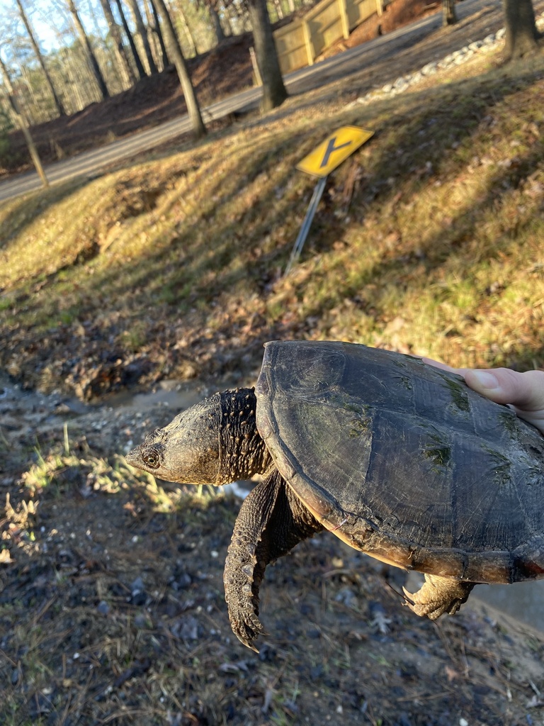 Common Snapping Turtle from Moore County, US-NC, US on December 19 ...