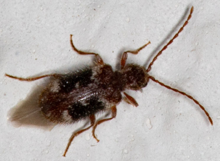 Ptinus from San Benito County, CA, USA on June 19, 2025 at 12:15 AM by ...