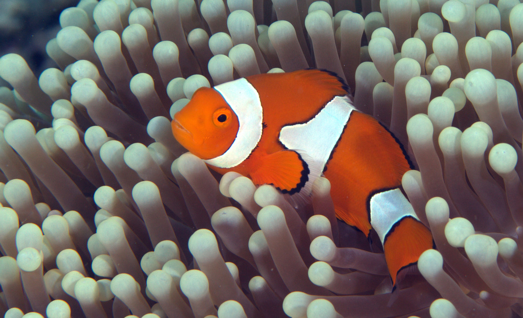 Percula Anemonefish (Amphiprion percula) - Marine Life Identification