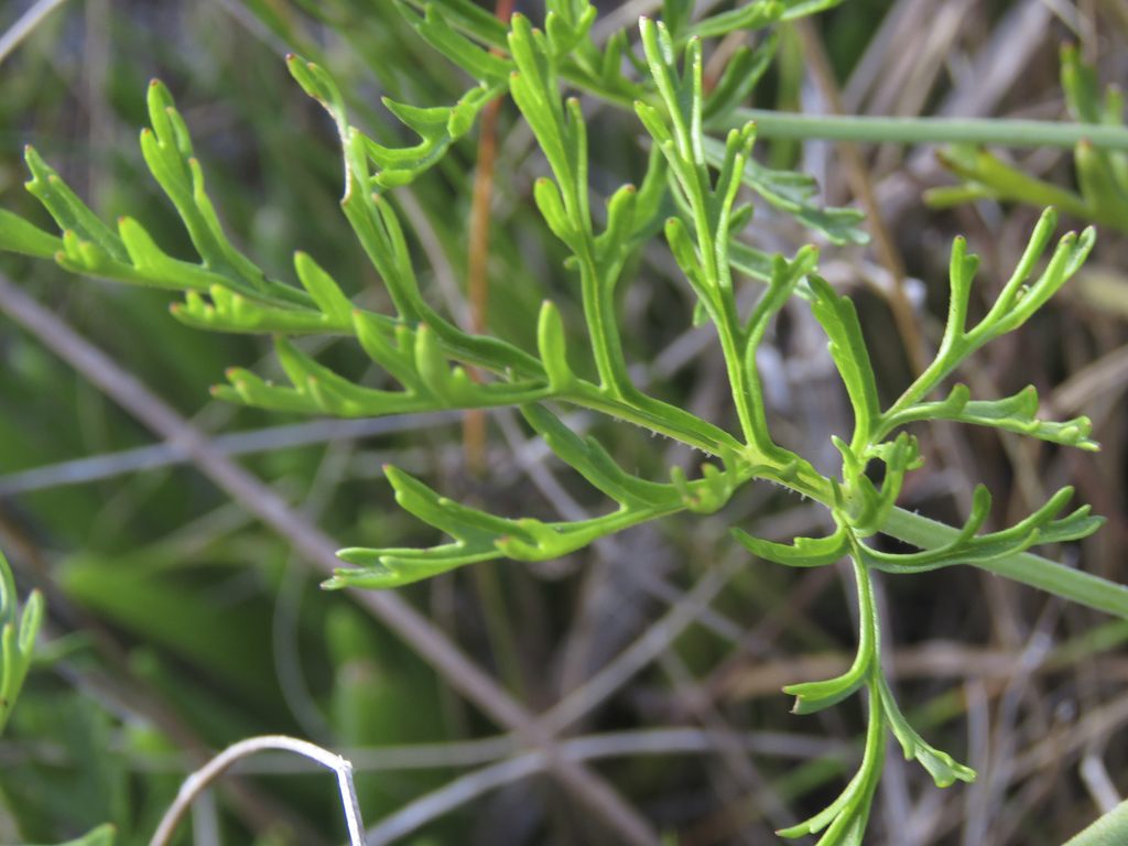Long Butterfly Storksbill from Table Mountain National Park, City of ...