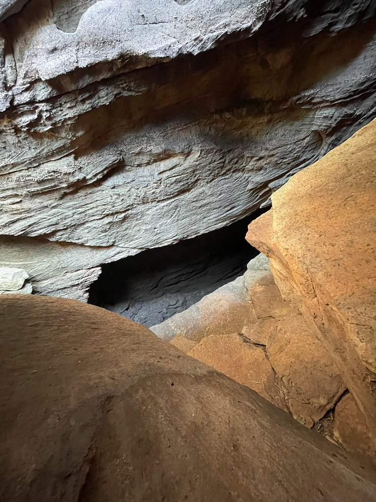 Bats from Forécariah Prefecture, Guinea on December 12, 2025 at 07:18 ...