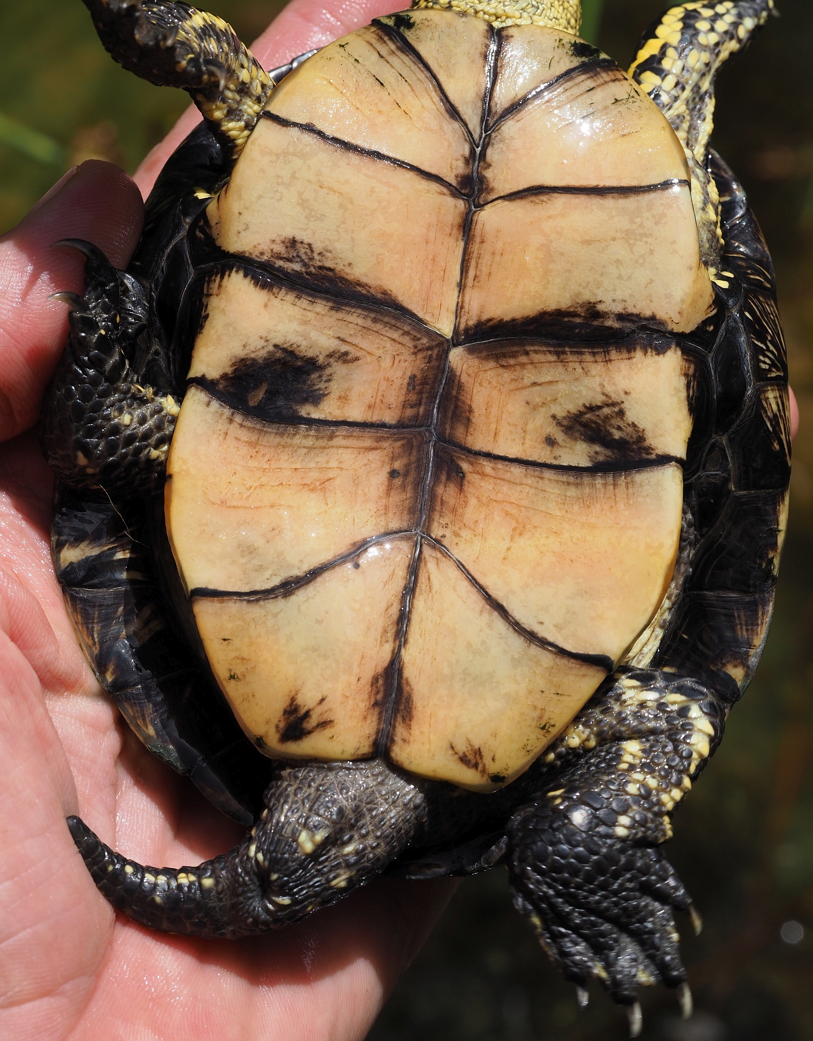 Emys orbicularis galloitalica Fritz, 1995