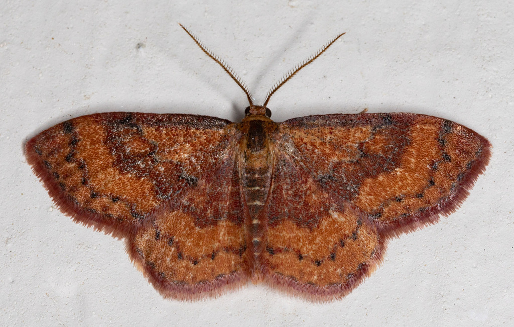 Dark-ribboned Wave Moth from San Benito County, CA, USA on June 19 ...
