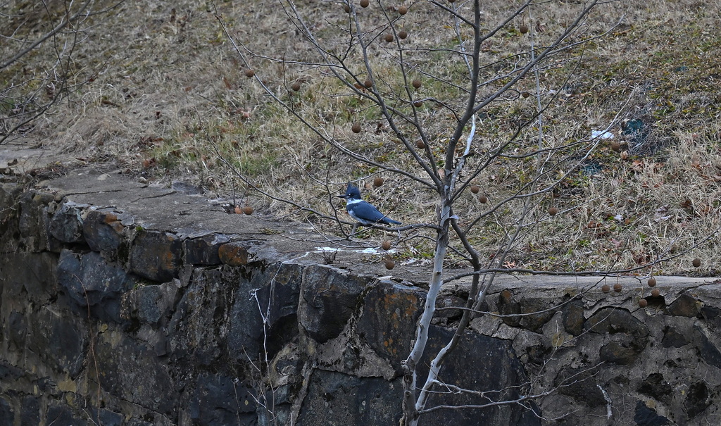 Belted Kingfisher from Lochearn, Baltimore, MD, USA on January 2, 2026 ...