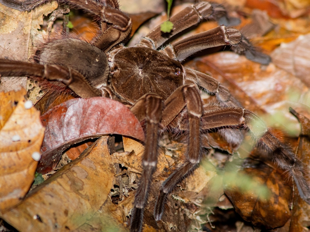 Goliath Tarantulas in January 2026 by LucaasBeckman · iNaturalist
