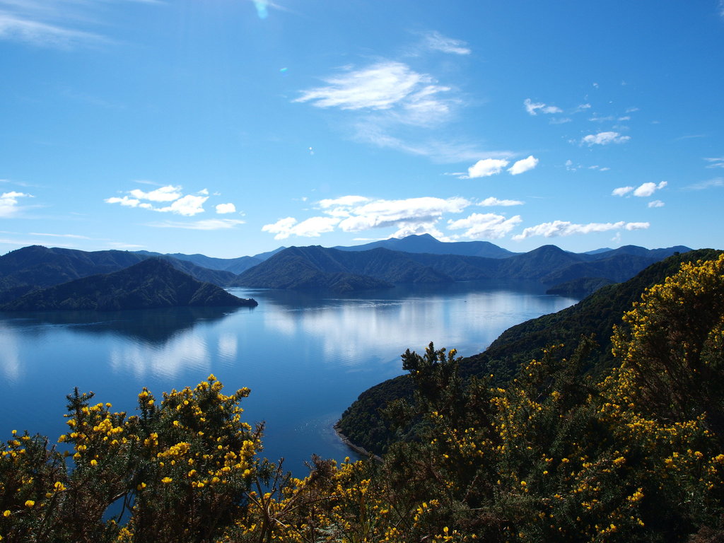 gorse from Picton Harbour, NZ on August 23, 2010 by Erin Faulkner ...