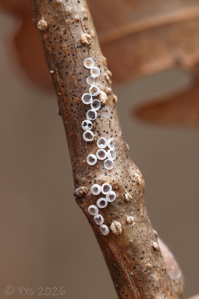 Niphanda fusca in January 2026 by 浅二蓝w · iNaturalist