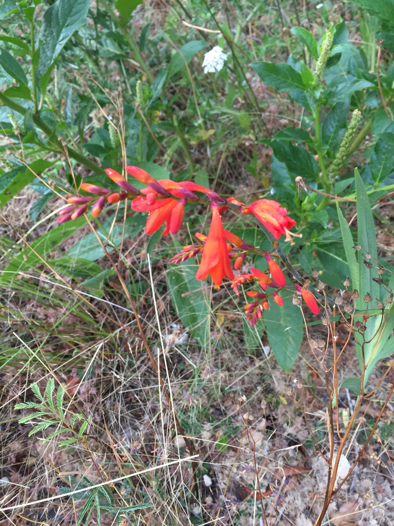 Bulbil Bugle-lily from Bay of Islands, Okiato, Northland, NZ on January ...
