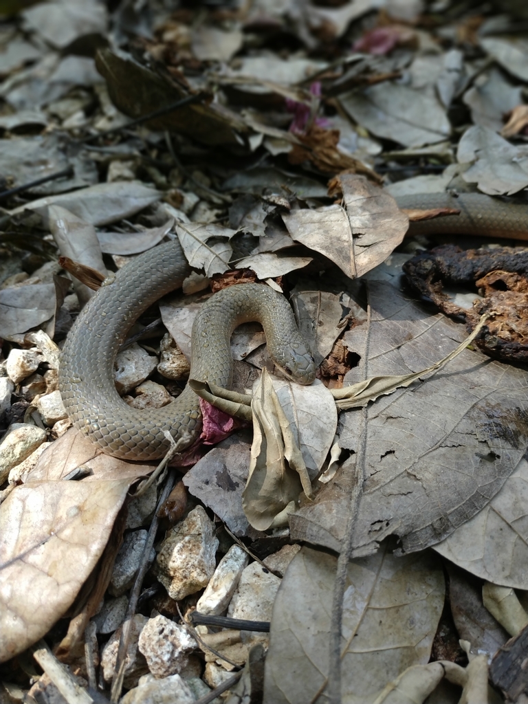 Blood Snake from Umán, Yuc., México on January 30, 2020 at 12:14 PM by ...