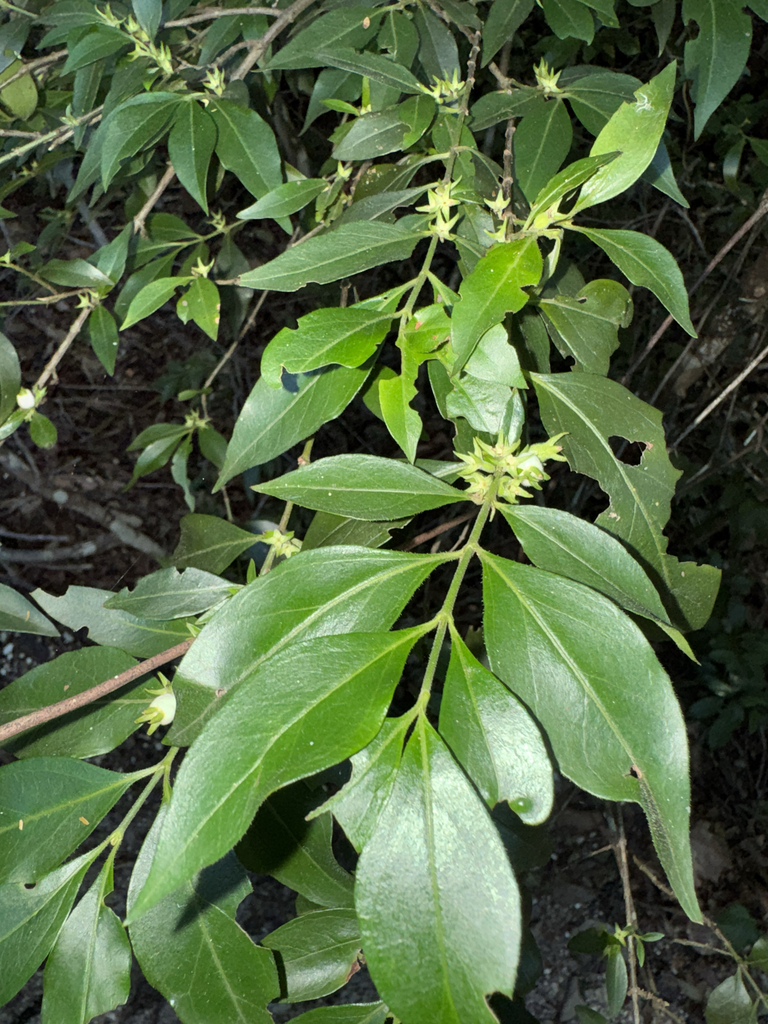 Chiococca motleyana from Cancún, Q. Roo., MX on January 4, 2026 at 03: ...