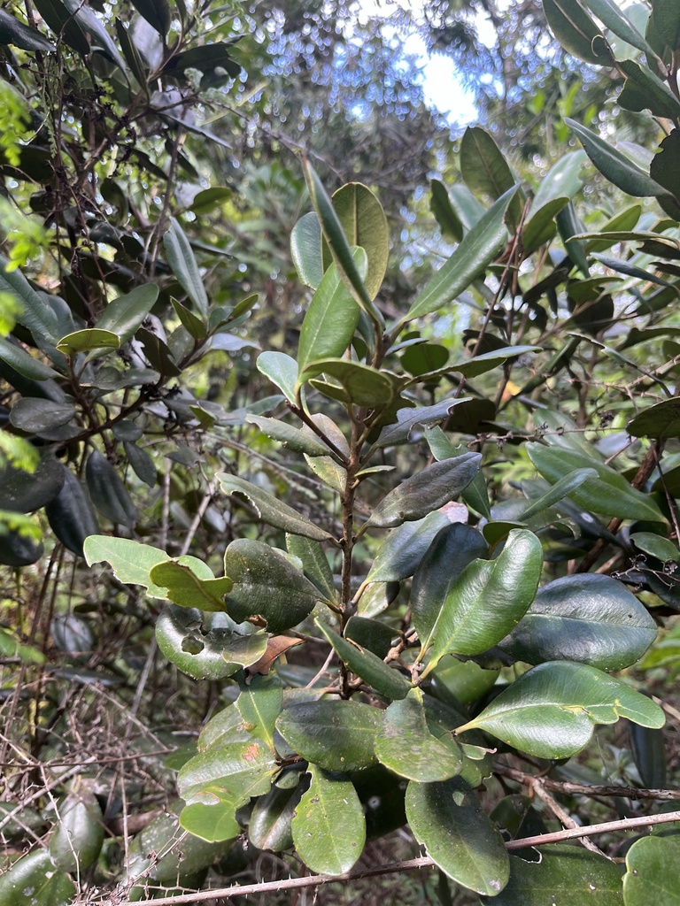 Bay Rum Tree from Puerto Rico, San Germán, PR, US on January 04, 2026 ...
