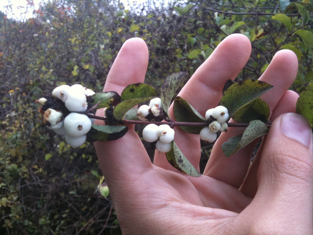 Common Snowberry (Plants of Lory State Park) · iNaturalist