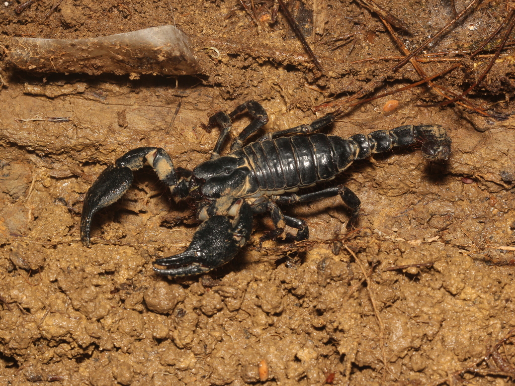 Asian Blue Forest Scorpion from Bogor, Jawa Barat, Indonesia on ...