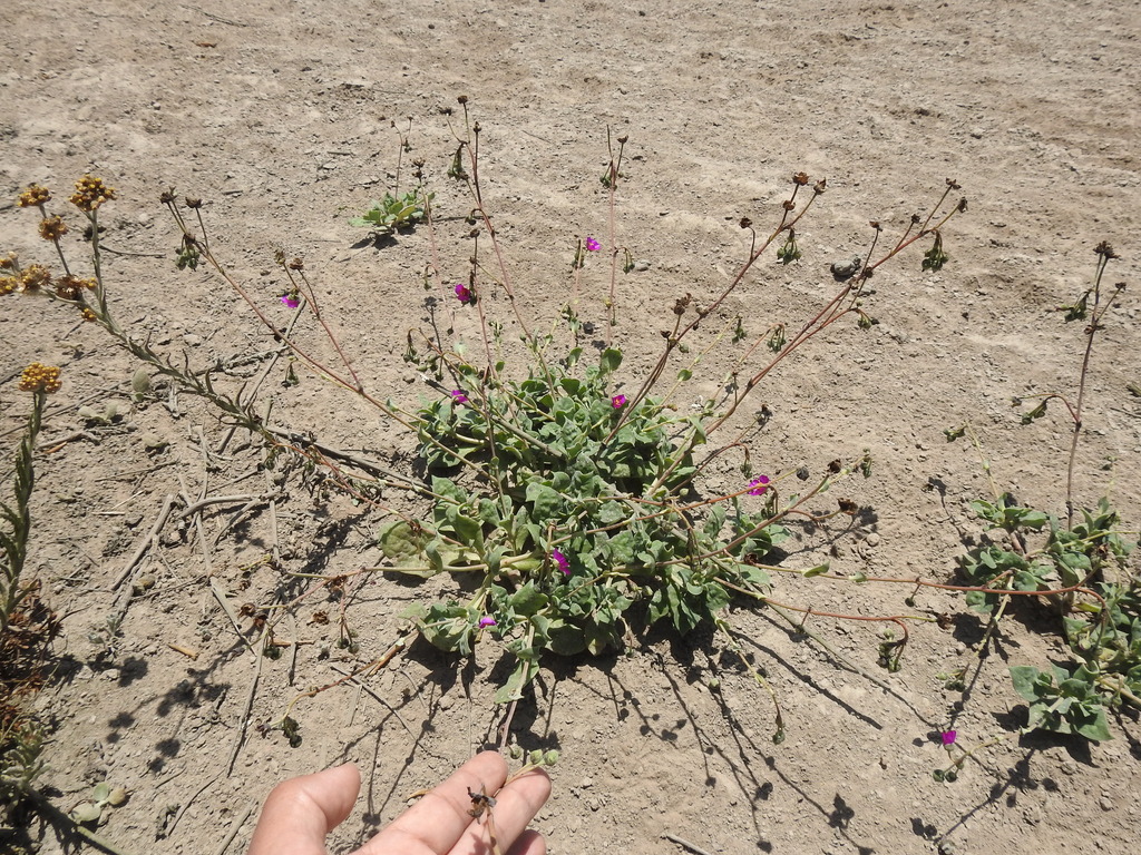 Cistanthe paniculata from Ilo, Perú on November 12, 2024 at 10:09 AM by ...