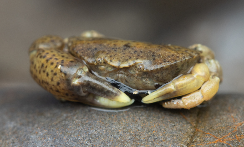 Big Hand Crab from Waikato Region, New Zealand on August 17, 2025 at 08 ...