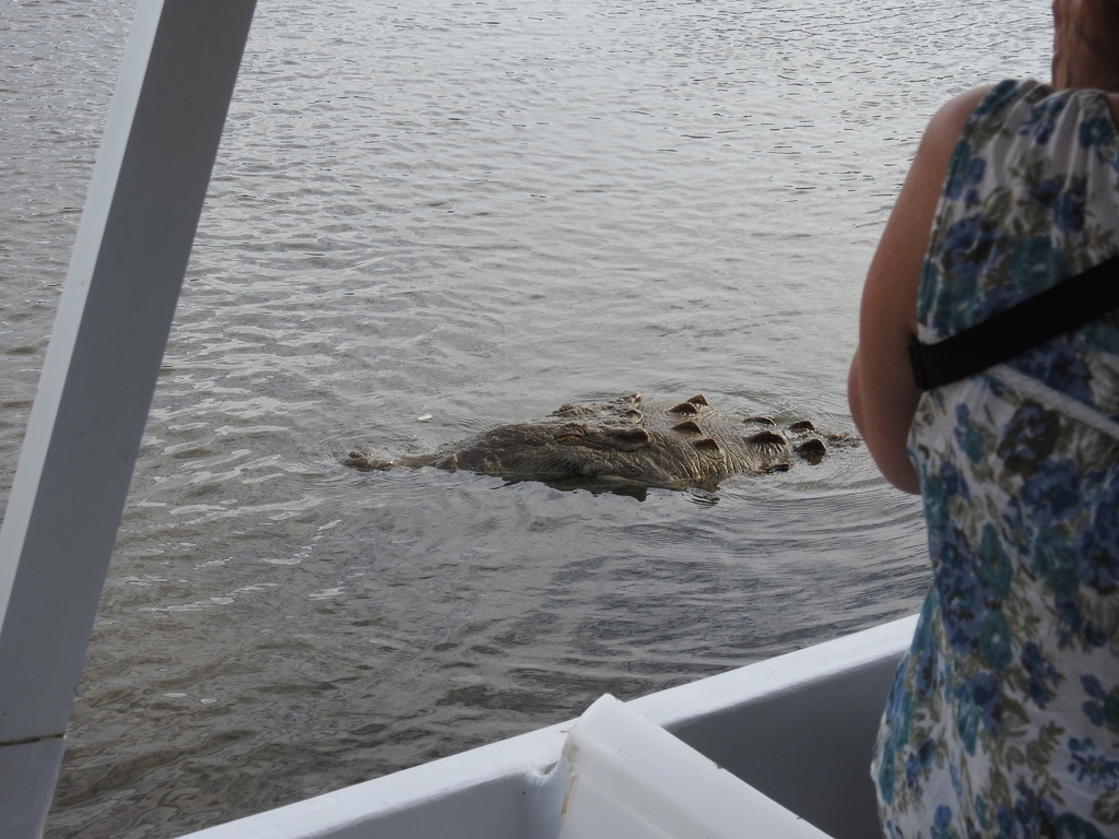 American Crocodile in January 2020 by Jesse Fagan · iNaturalist