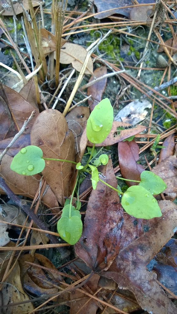 low spearwort (Nash Prairie Plants List) · iNaturalist