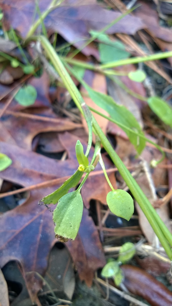 low spearwort (Nash Prairie Plants List) · iNaturalist