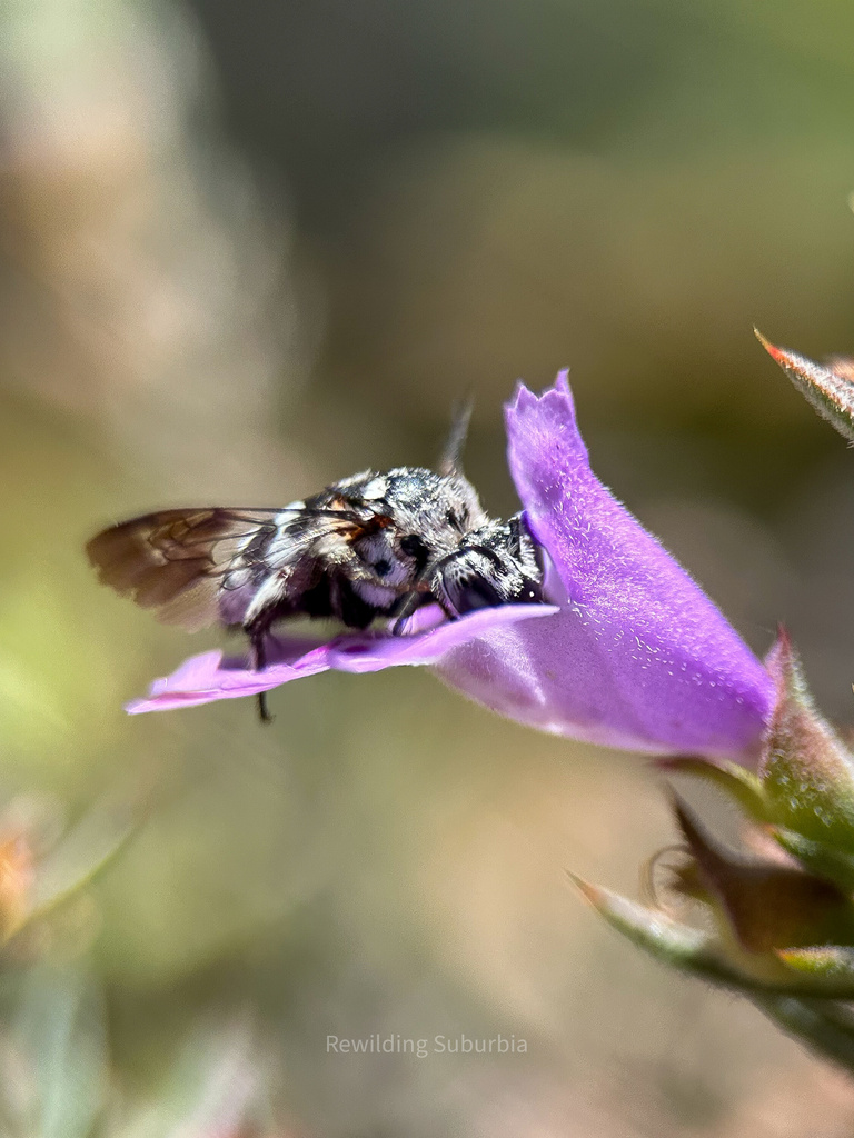 Waroona Cuckoo Bee from Milton Pl, Lake Coogee, WA, AU on January 4 ...