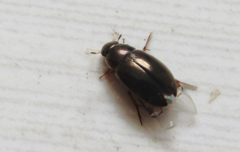 Tropisternus from Gaspar Grande, Gaspar - SC, Brasil on January 1, 2026 ...