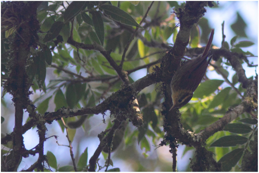 Sharp-billed Treehunter from Parque Hampel, São Francisco de Paula ...