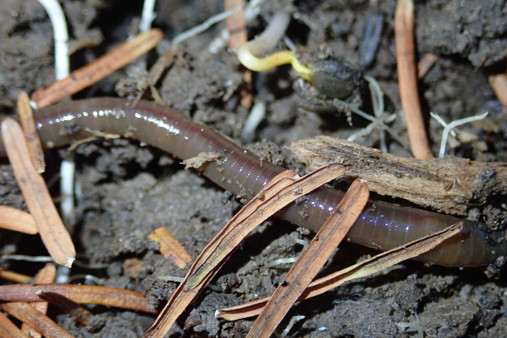 Megascolecid Earthworms in January 2026 by kusa-to-uo · iNaturalist