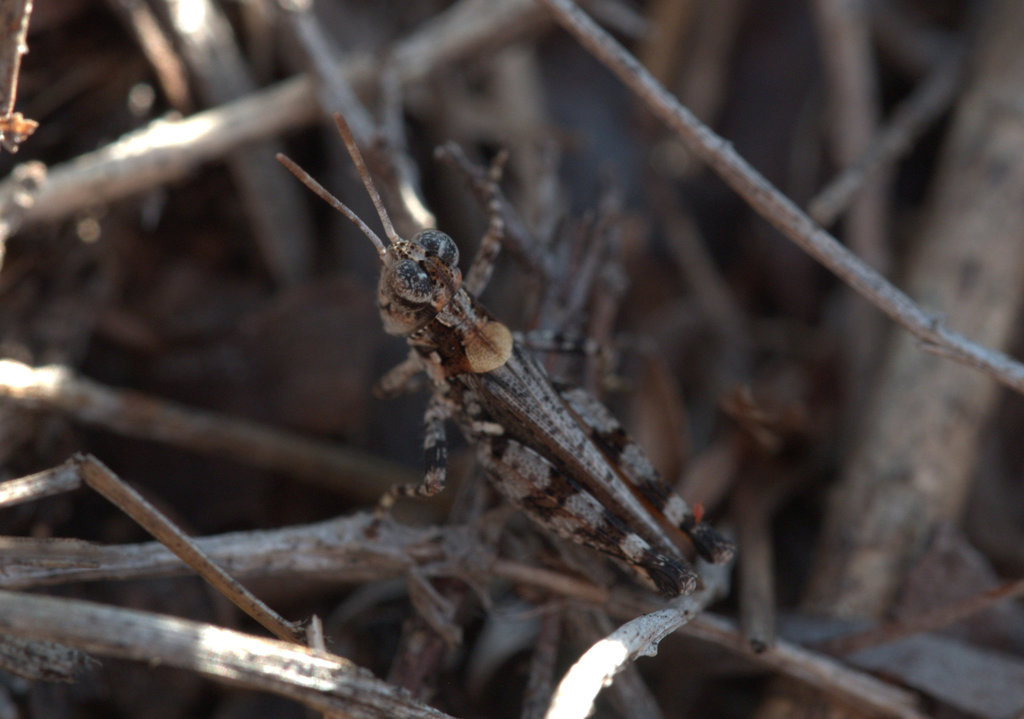 Tiny Grasshopper from Back Management Trail, Wooli NSW 2462, Australia ...